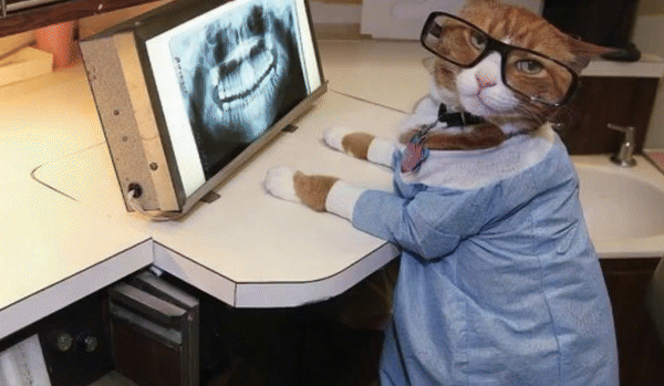 猫咪健康管理App中DeepSeek OCR的几个应用场景-阿司匹林-塔猴