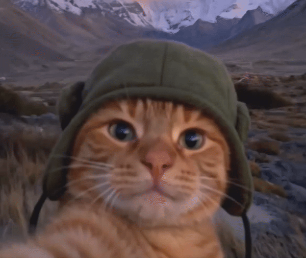 猫咪健康管理App中DeepSeek OCR的几个应用场景-阿司匹林-塔猴